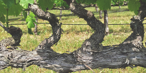 Compelling, Double 95pt Syrah at 40% Off! | Past Offers